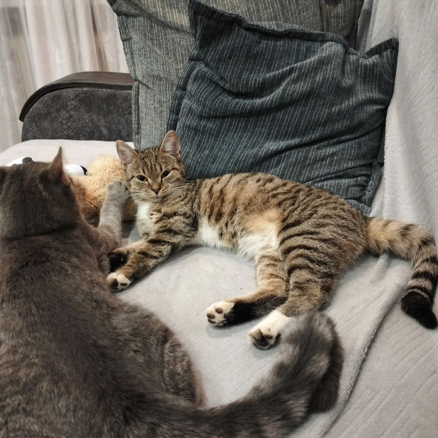 Котята в добрые руки бесплатно