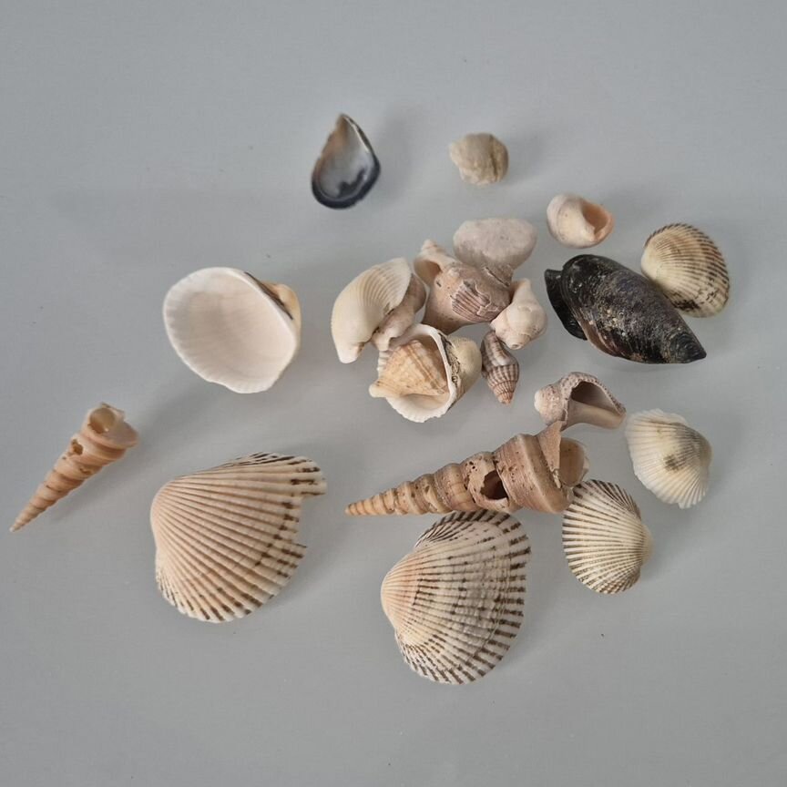 Морские Ракушки разного размера