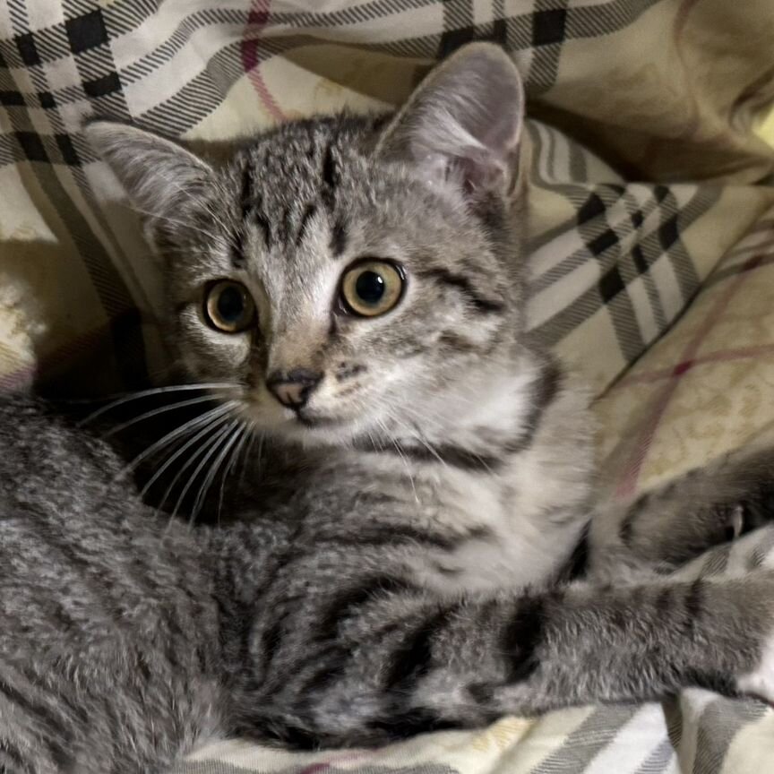 Котёнок в добрые руки