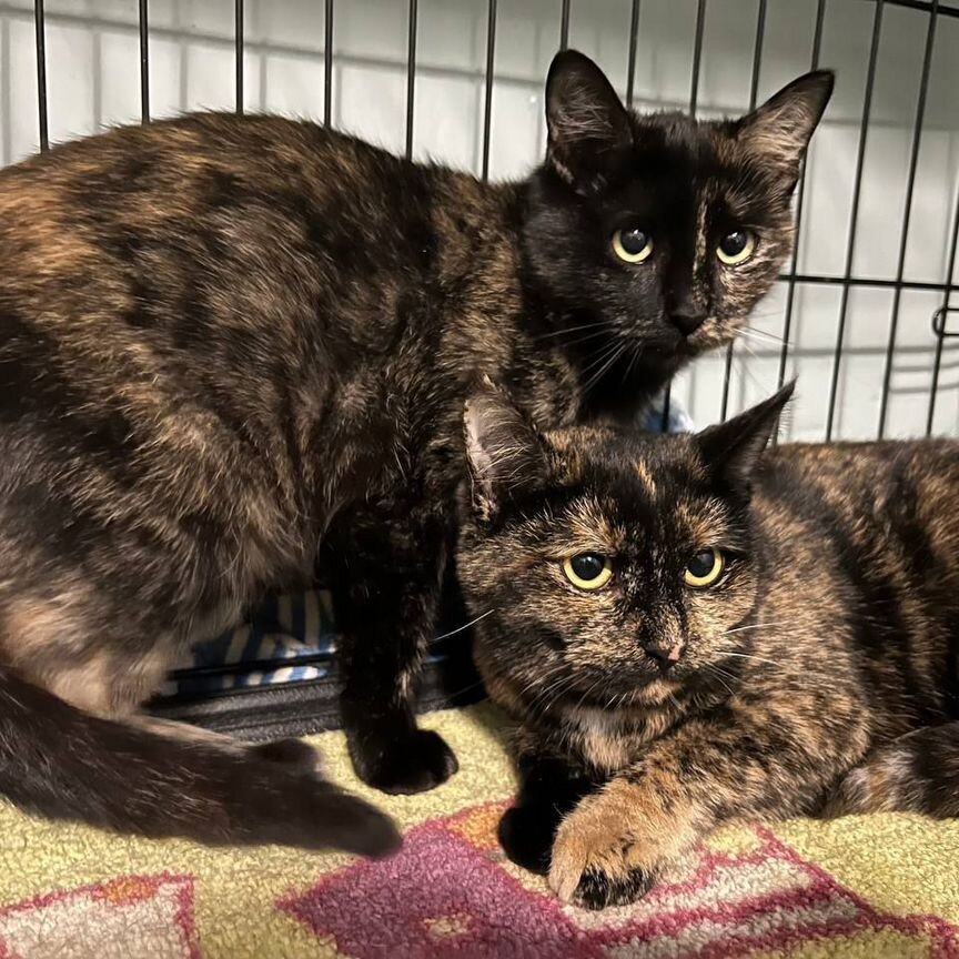 Кошечки ищут дом или их на улицу