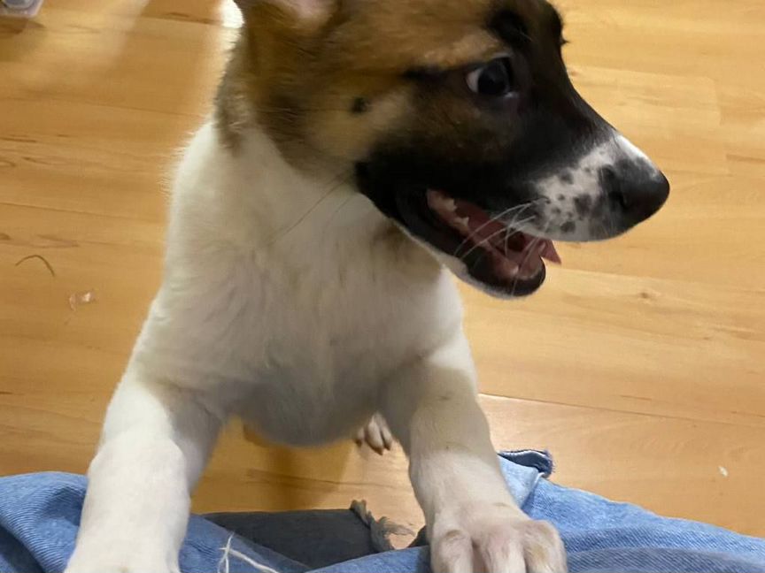 Малышка Черри ищет новый дом с любящей семьей