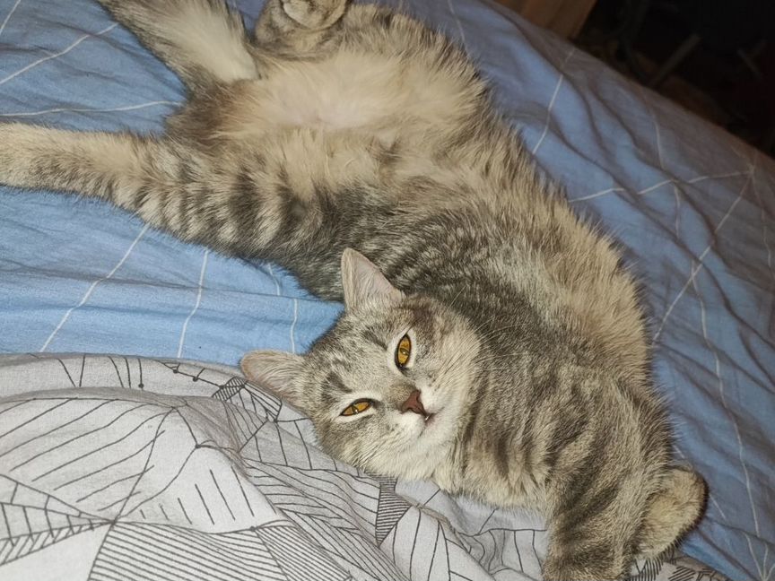 Отдам в добрые руки кошку