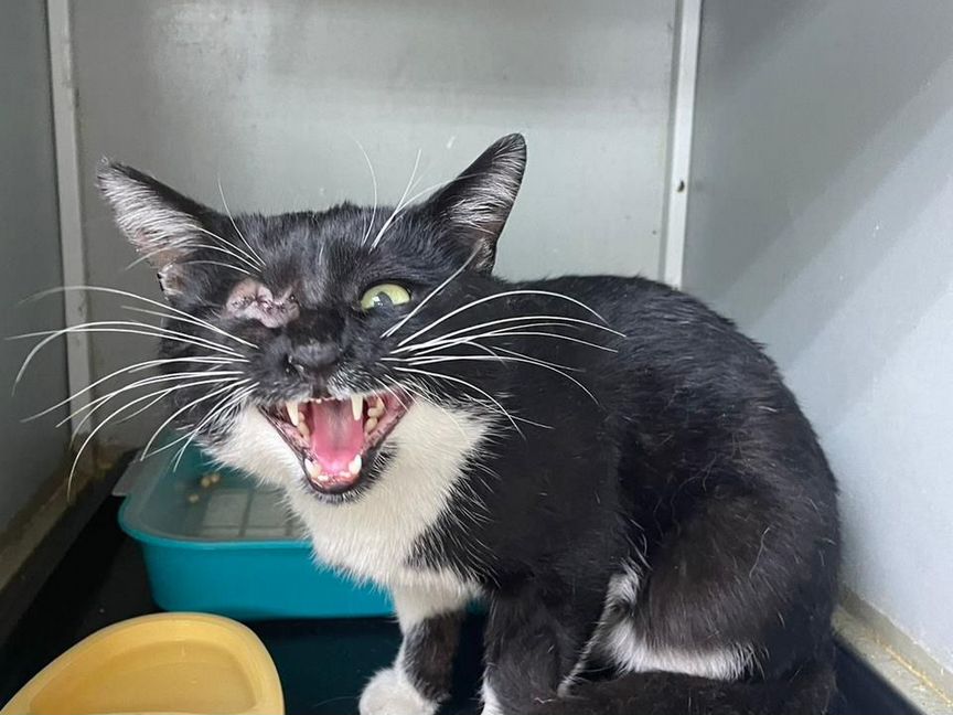 Красивый крупный котик