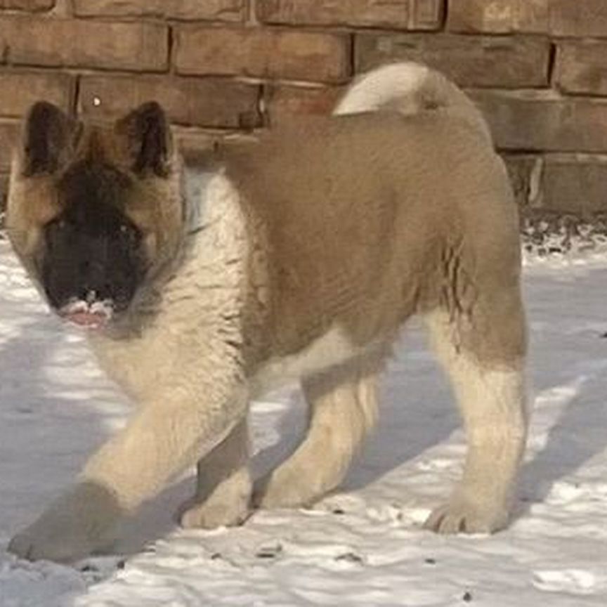 Американская акита, щенок