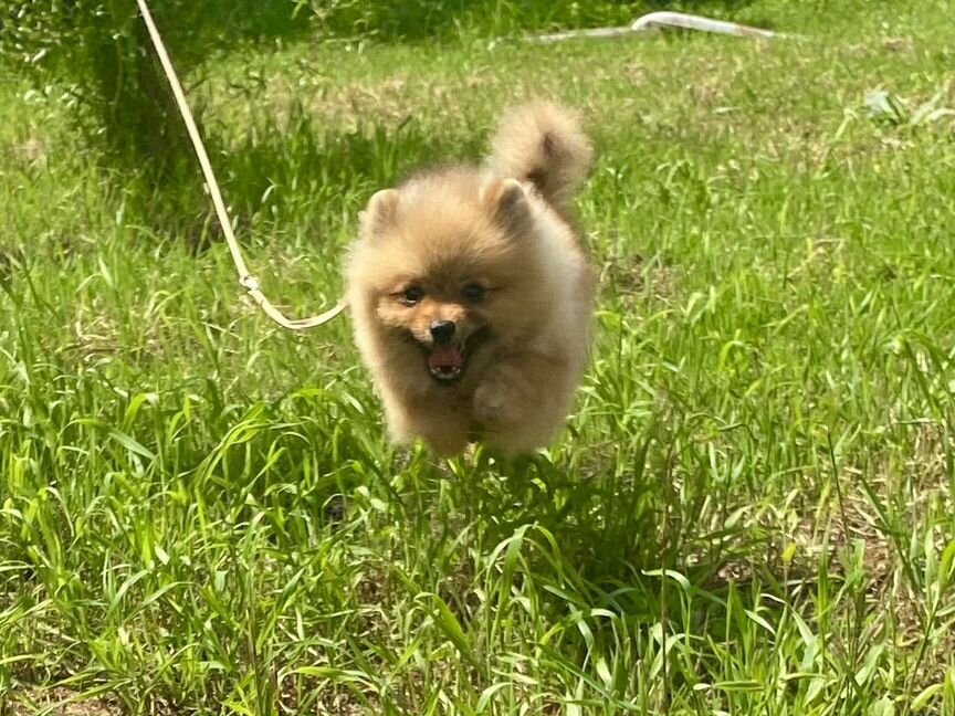 Померашка Урфин 6 мес.Документы РКФ