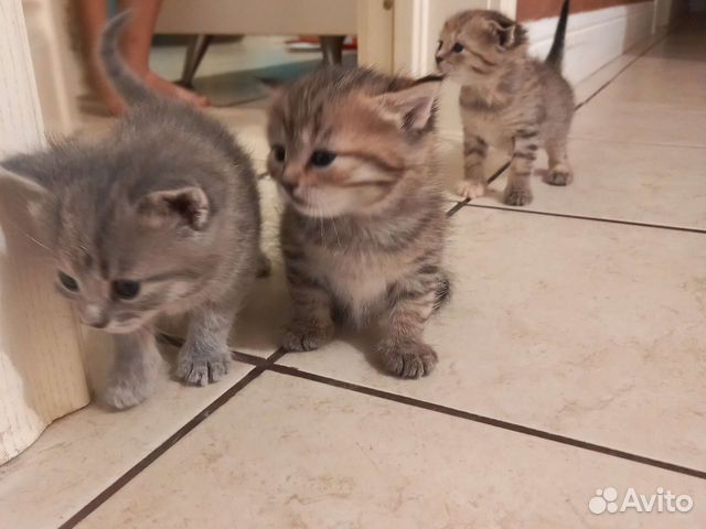 Котята шотланские вислоухие и прямоушки