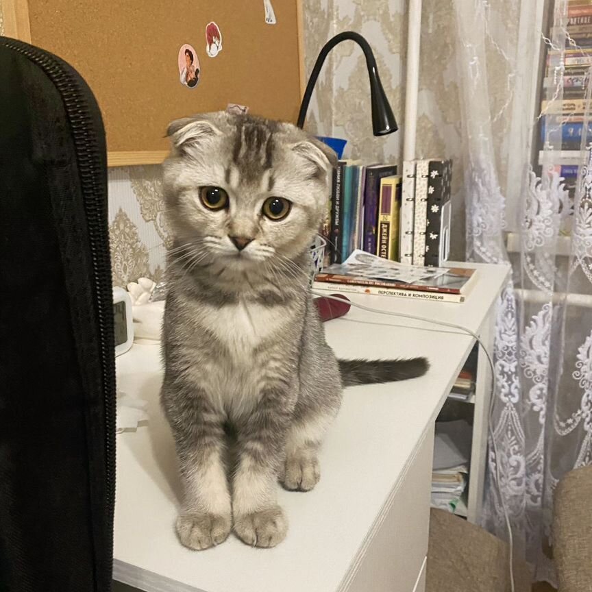 Шотландские вислоухие котята