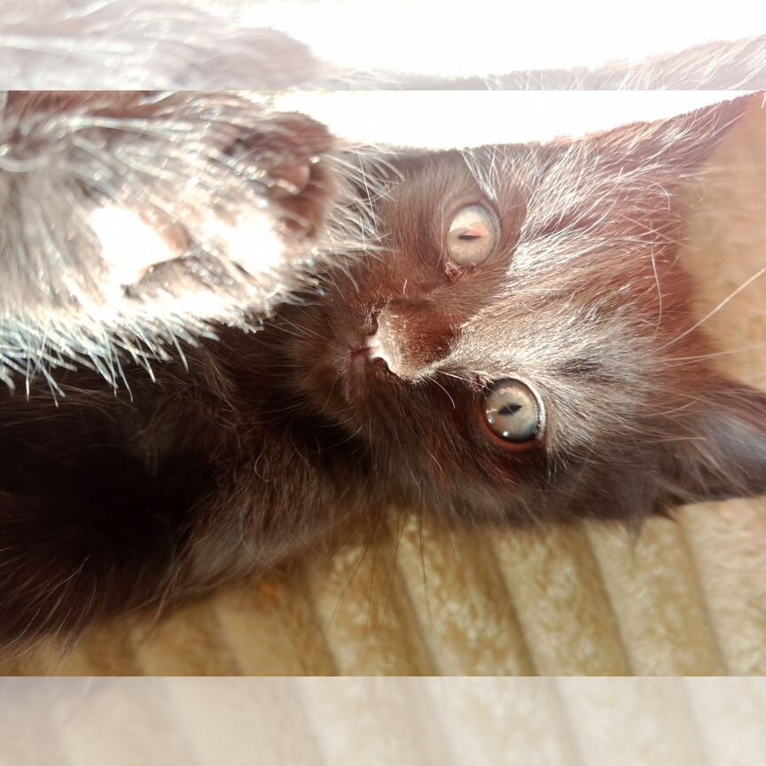 Котёнок в добрые руки