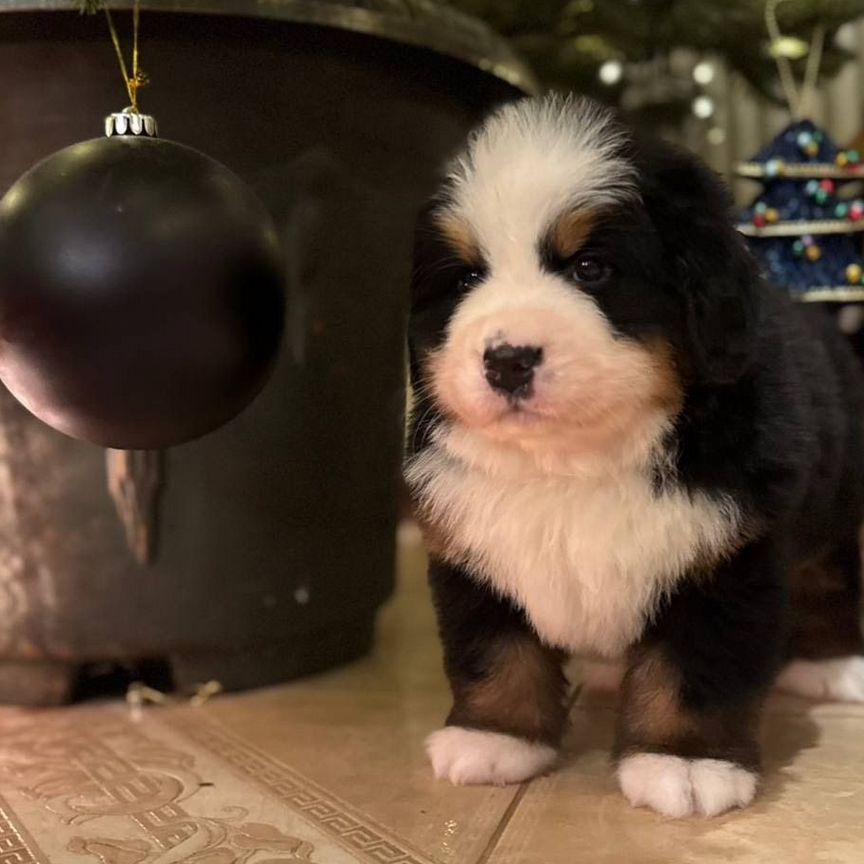 Бернский зенненхунд, щенок