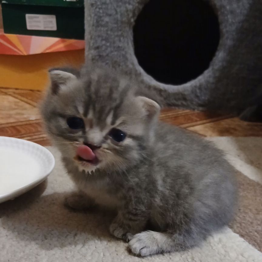 Шотландский вислоухий короткошёрстный котёнок