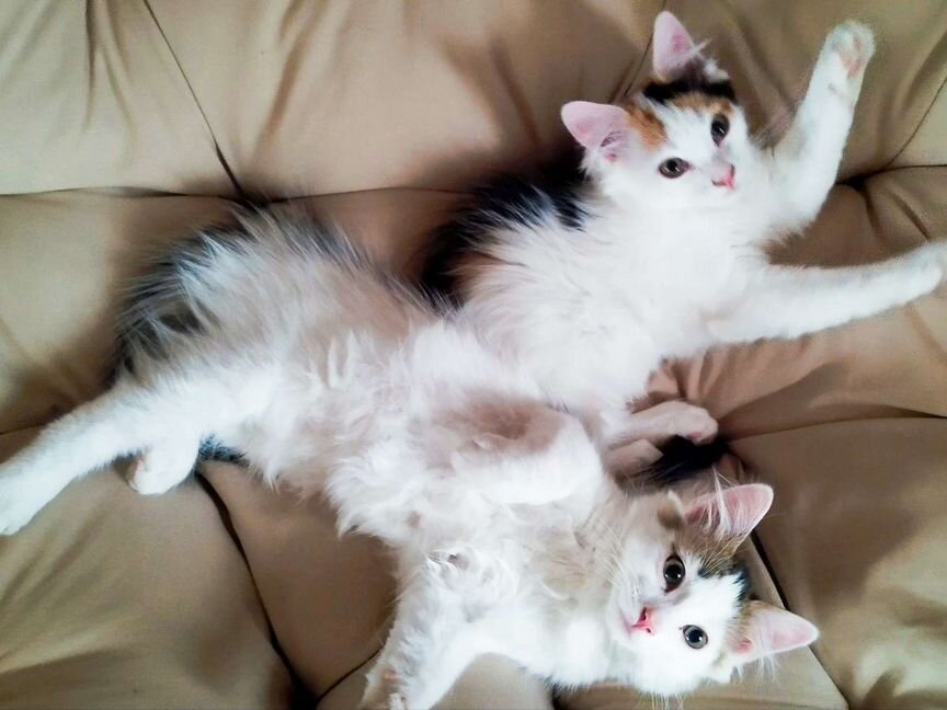 Котята в добрые руки СПб, мальчик девочка