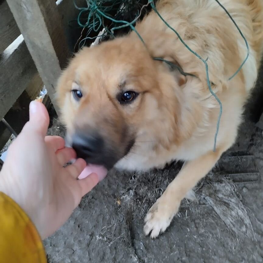 Собака в добрые руки