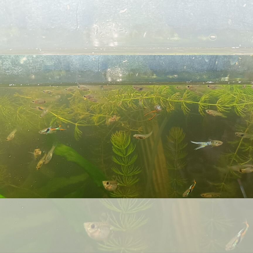 Аквариумные рыбы гуппи