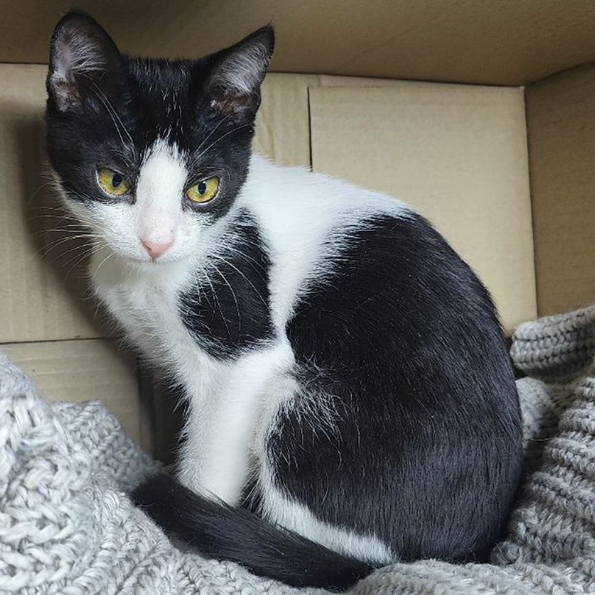 Котёнок в добрые руки