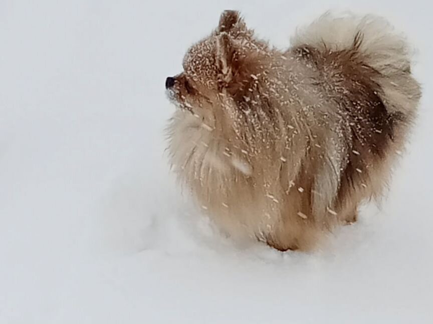 Шпиц в добрые руки