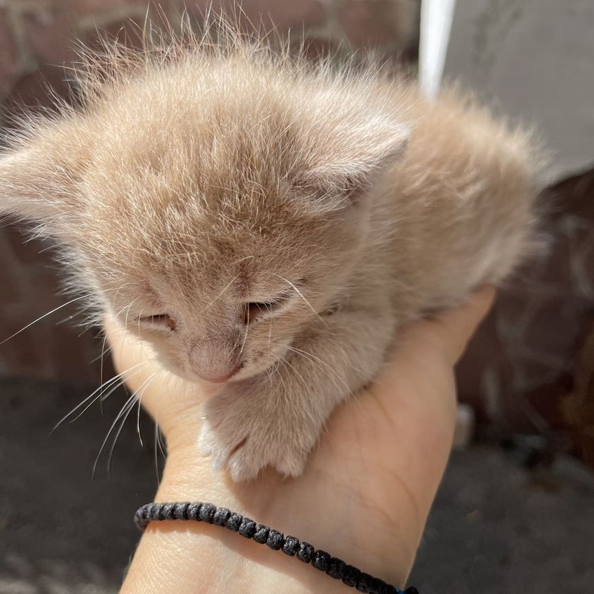 Котята ) в добрые руки ) При Иверском монастыре
