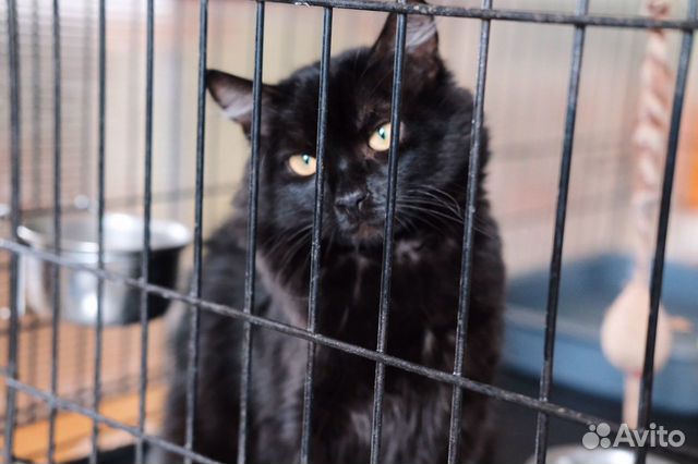 Черный котик красавчик 10 мес