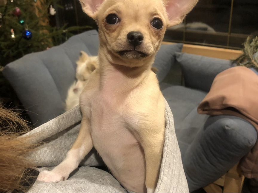 Продам зенка чихуахуа