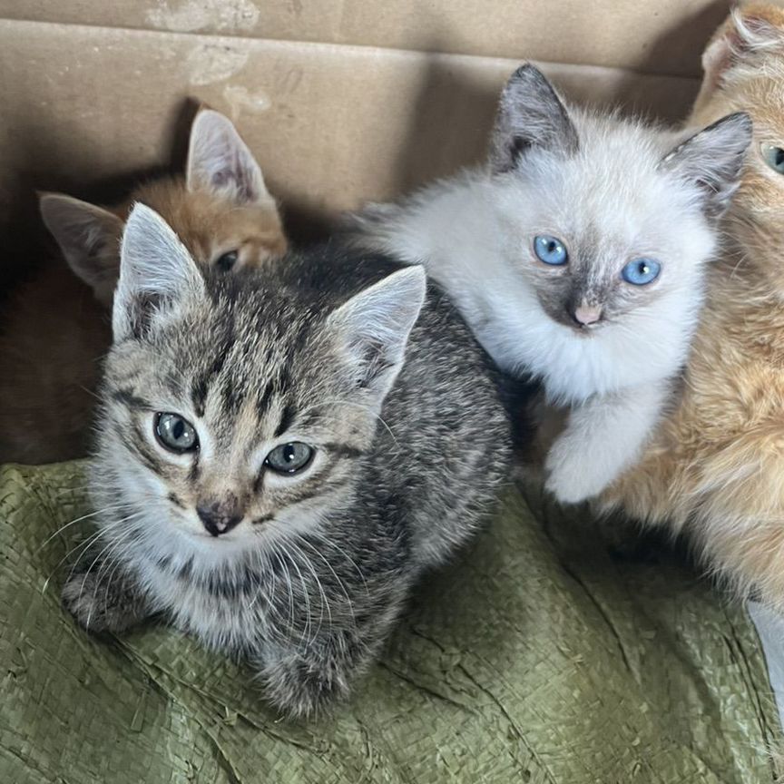 Котёнок в добрые руки