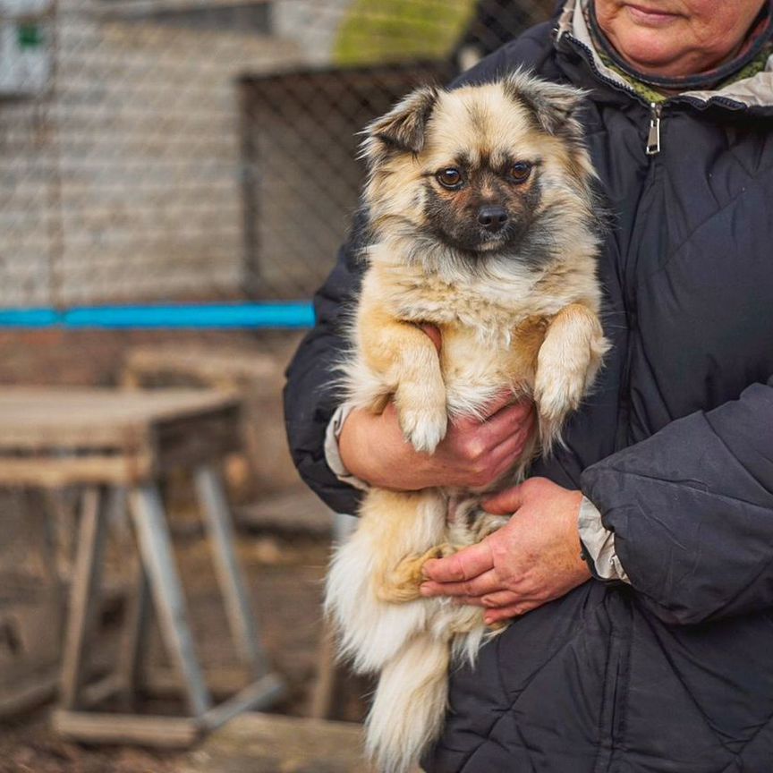 Пёсик Яша