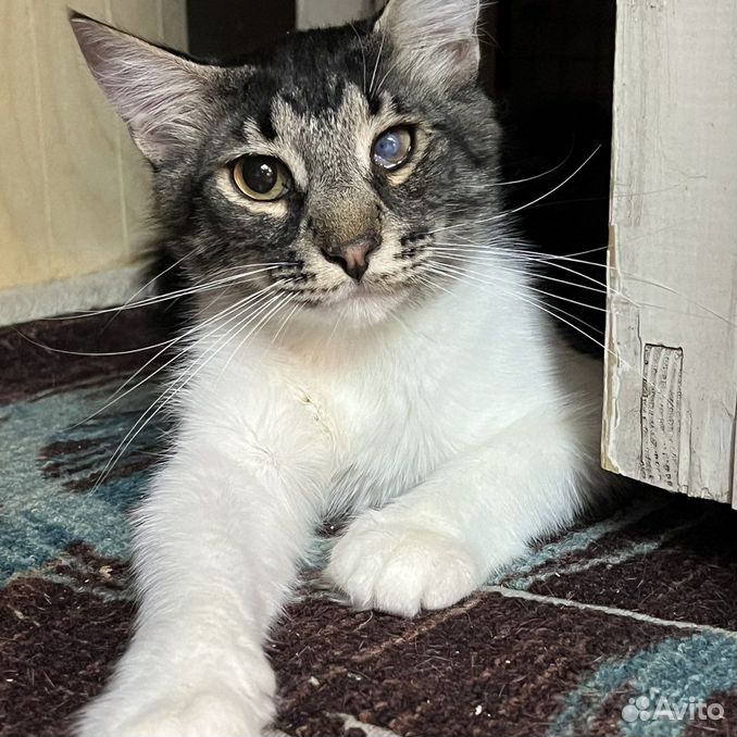 Котик мальчик Веня 1 год ищет дом