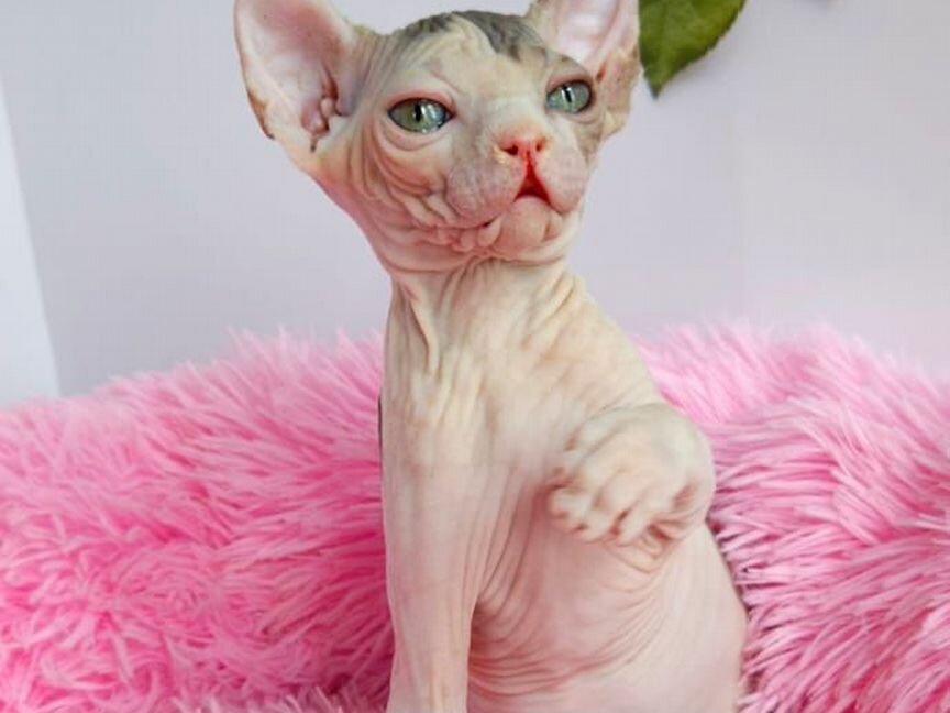 Сфинкс эльф черепаха с белым девочка