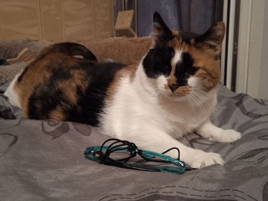 Кошечка Хаврошечка