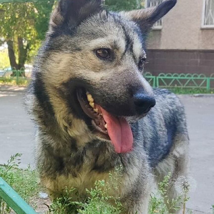 Взрослая собака в добрые руки