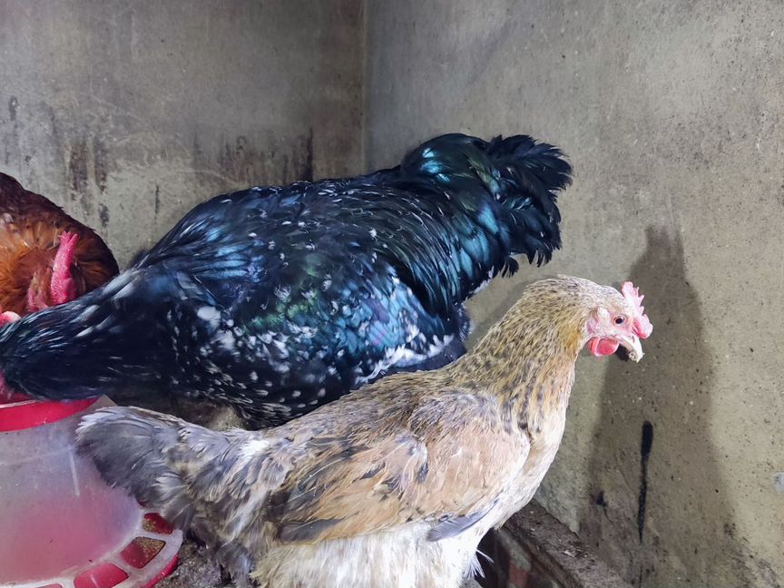 Большие петухи