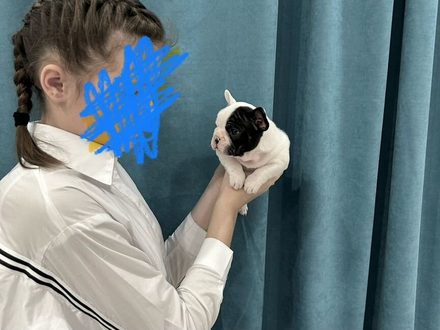 Французский бульдог РКФ родословная