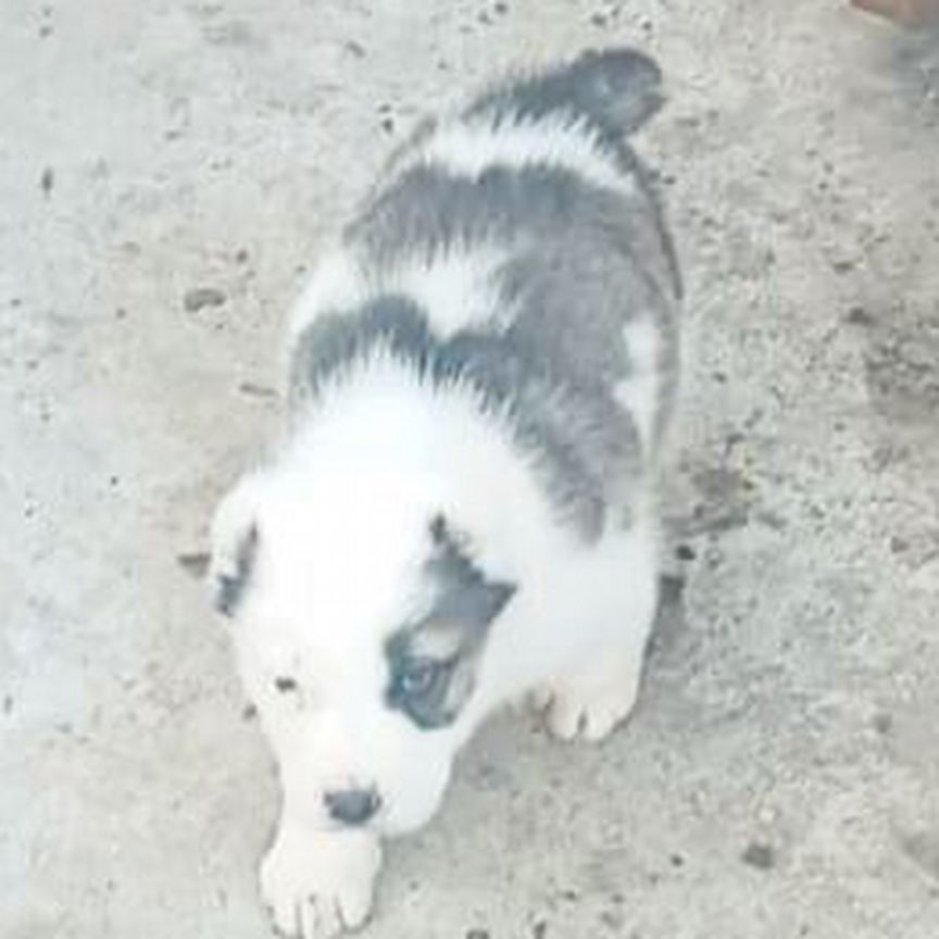 Продам щенка Алабая, 2месяца