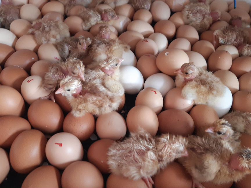 Голошейка тяжелый кросс франция