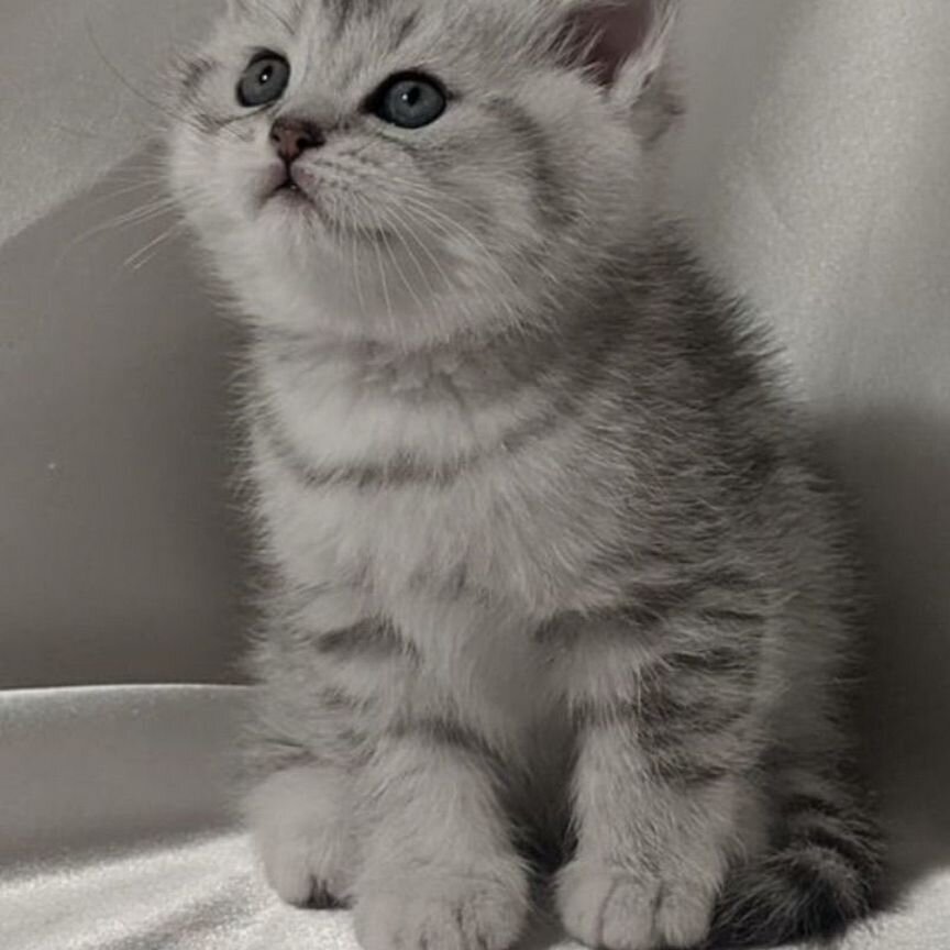 Британский котенок