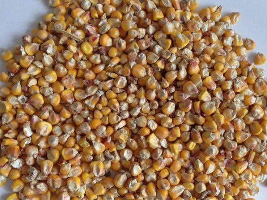 Кукуруза фуражная