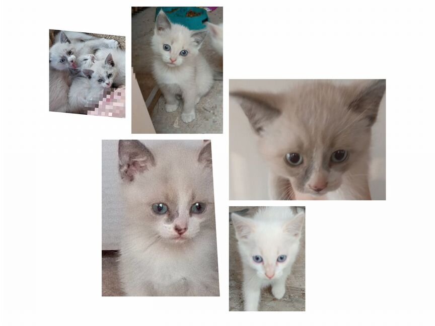 Котята в добрые руки