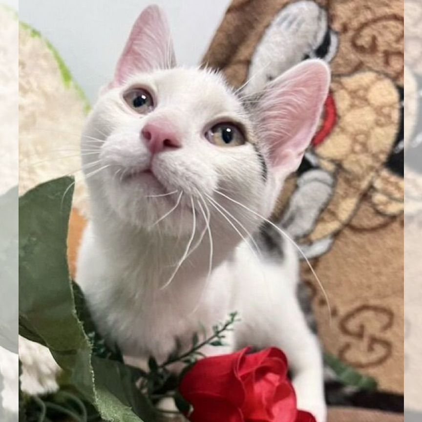 Котёнок в добрые руки