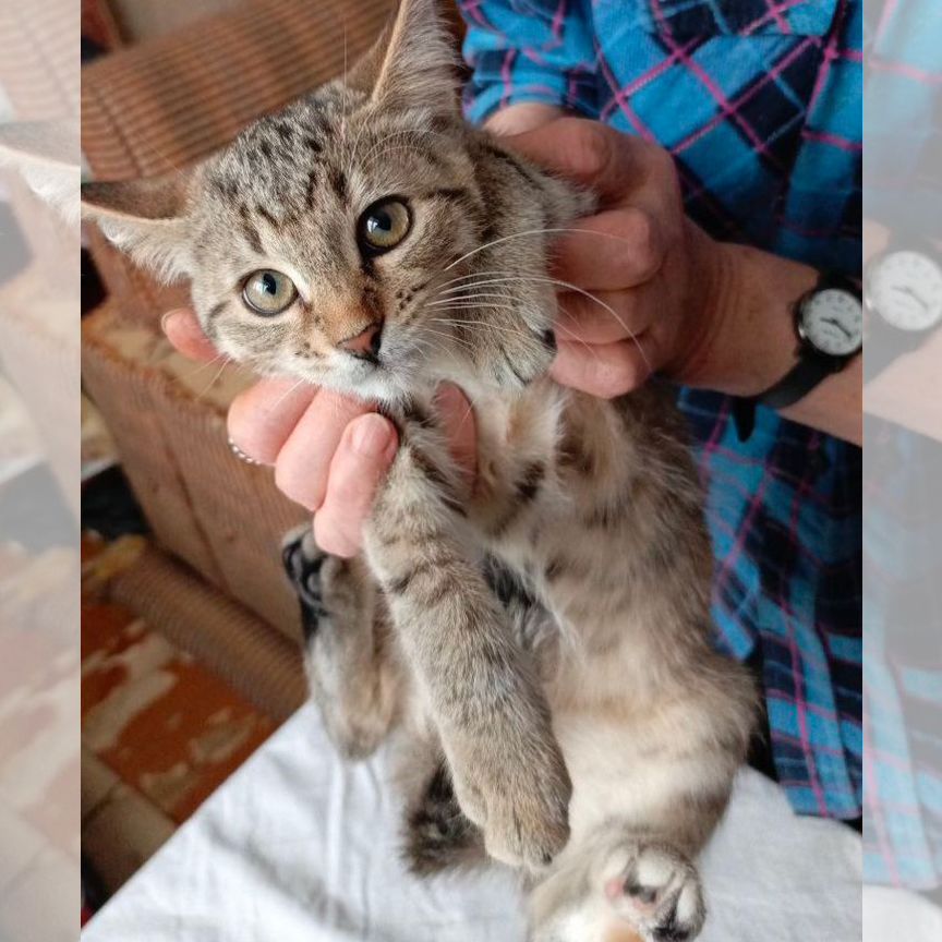 Котёнок в добрые руки