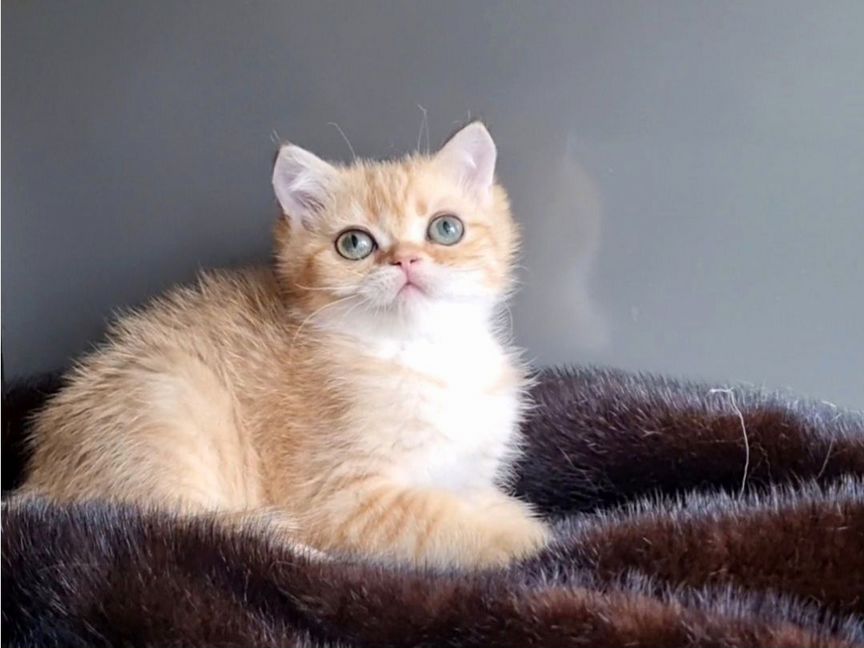 Мальчик золотая шиншилла