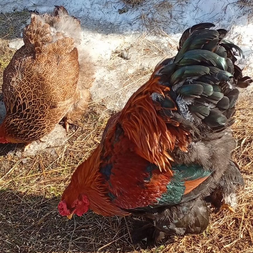 Брама куропатчатая семья
