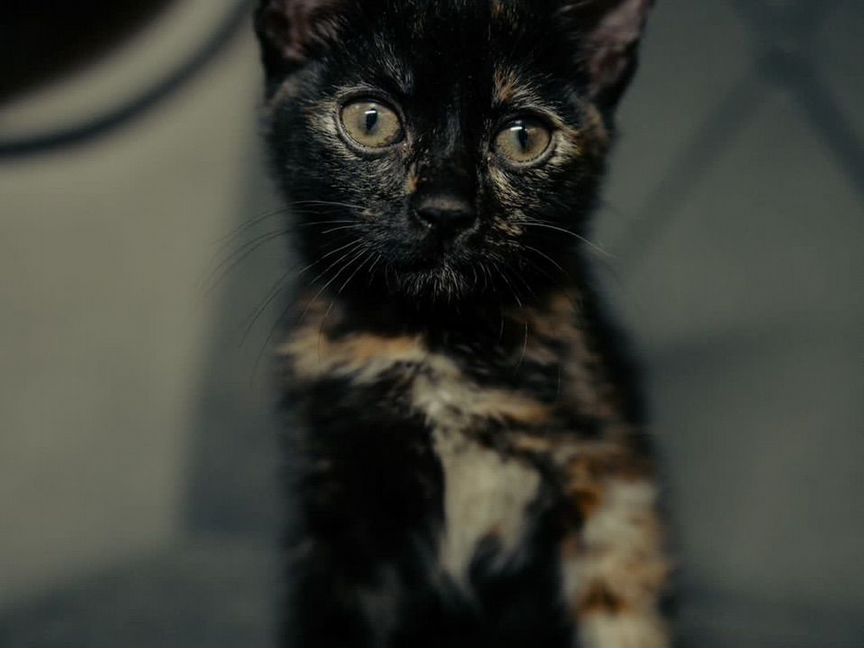 Котенок в добрые руки