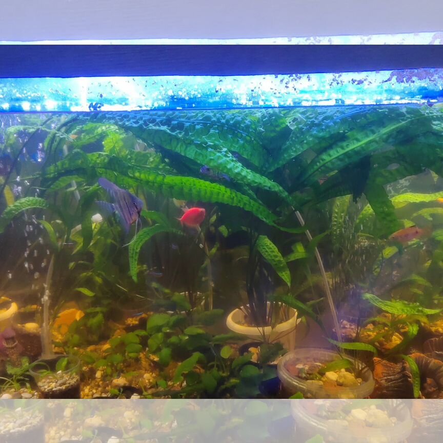 Криптокорина апоногетонолистная