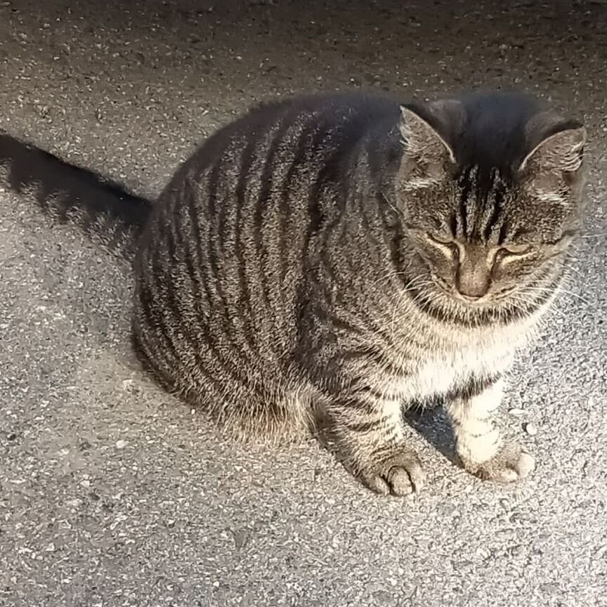 Взрослая, кошка в добрые руки