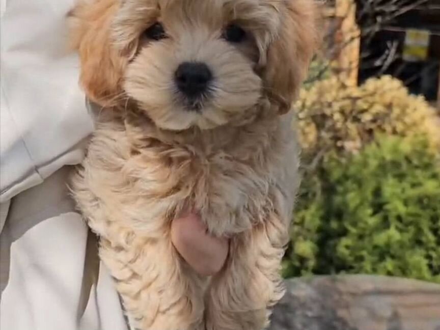 Мальтипу мини f1