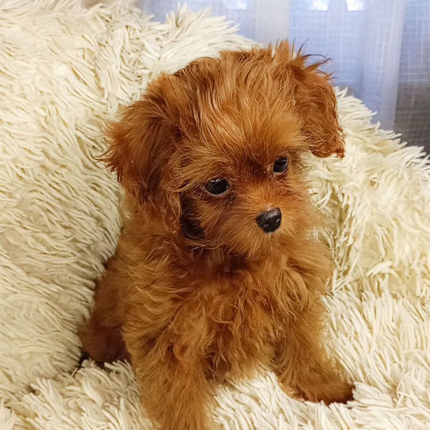 Тикап девочка