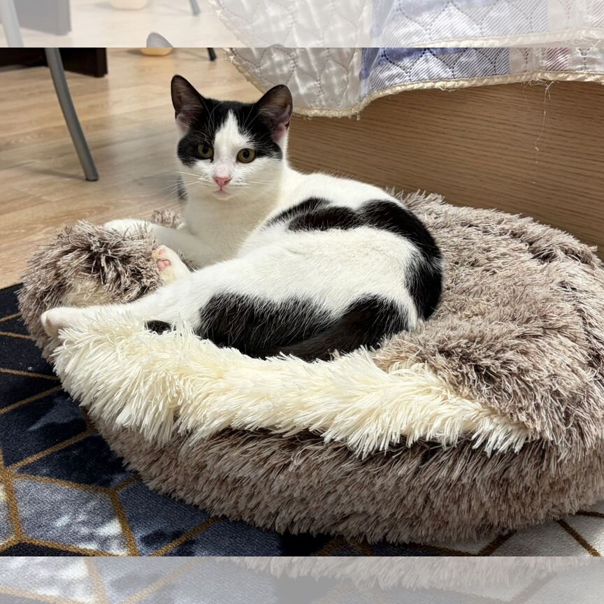 Котёнок в добрые руки