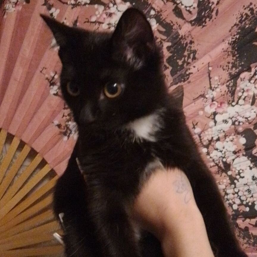 Котёнок в добрые руки