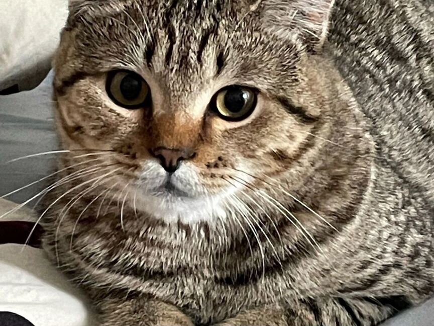 Кот