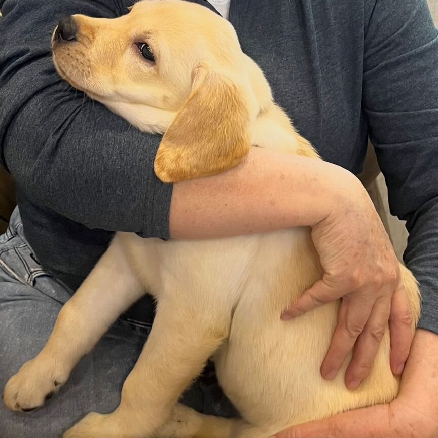 Лабрадор-ретривер, щенок