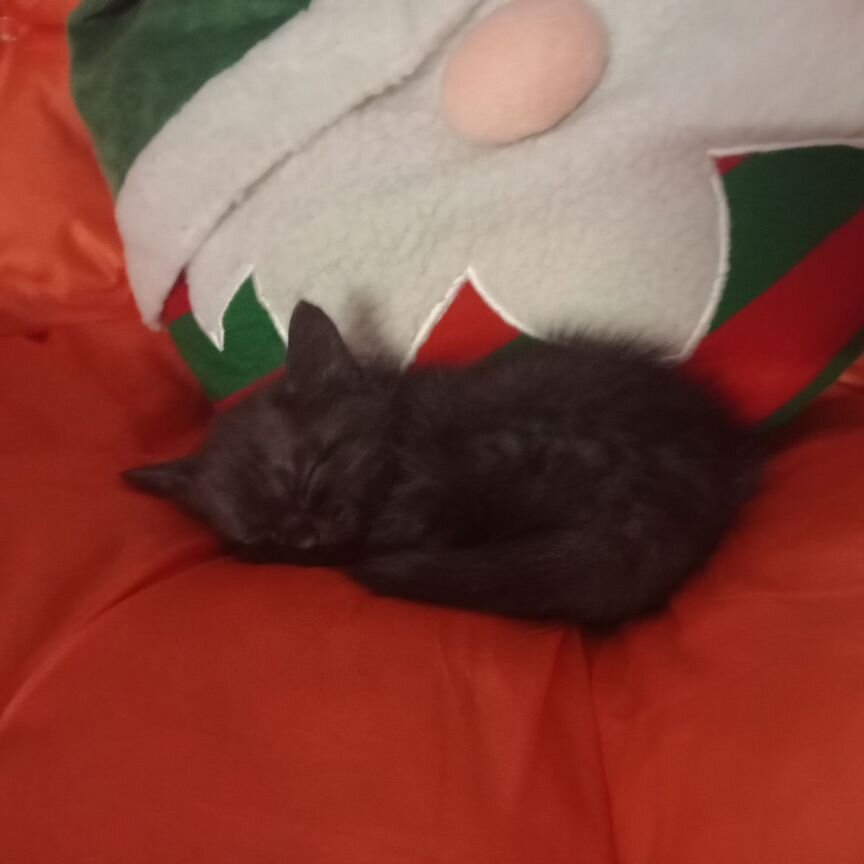 Отдаём котёнка шотландского мальчика