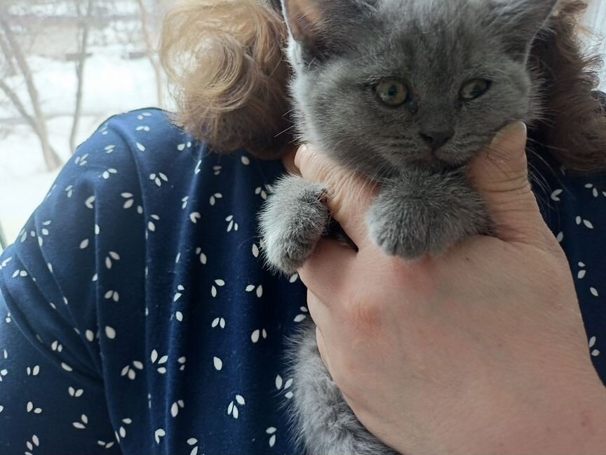 Британские котята 2000